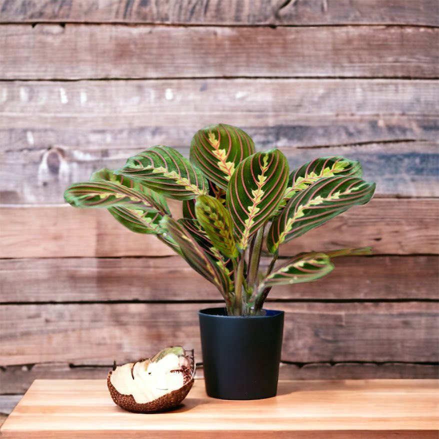 Maranta – plantandleaf