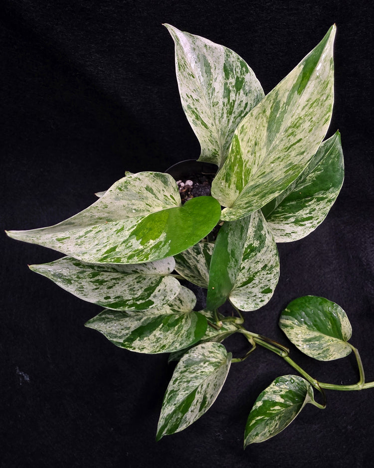 Epipremnum 'Marble Queen' FW61 – plantandleaf