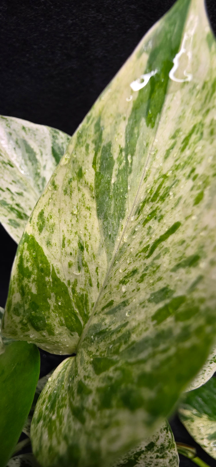 Epipremnum 'Marble Queen' FW61 – plantandleaf